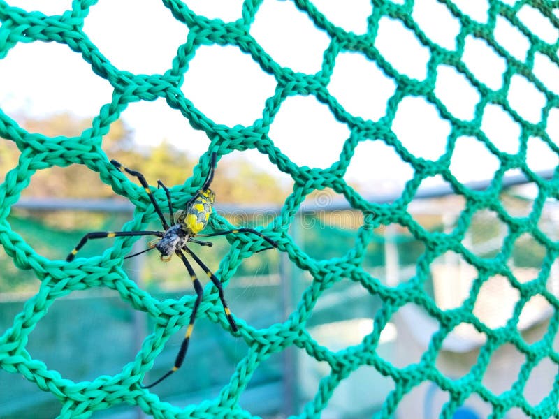 Spiders Walk on Webs, Beautiful Spider Background, Close Up Spider ...
