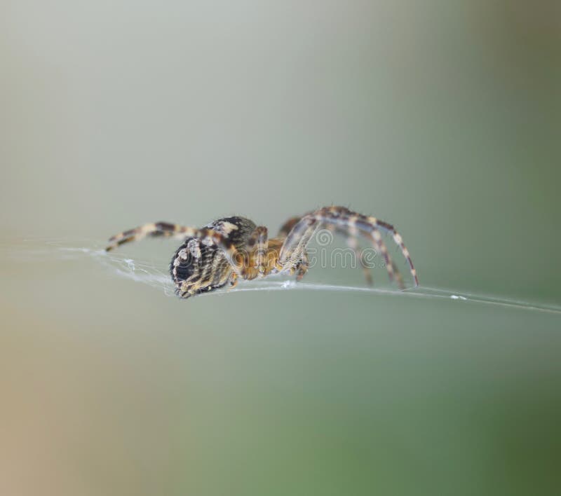 Spiders walking in a web stock photo. Image of againt - 117564940