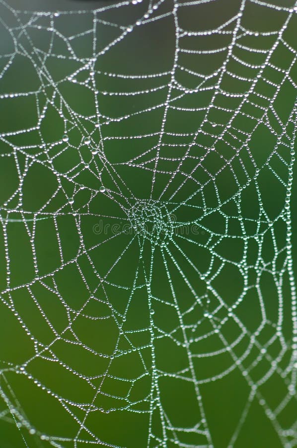 Spiders web stock photo. Image of droplet, fresh, detail - 1803270