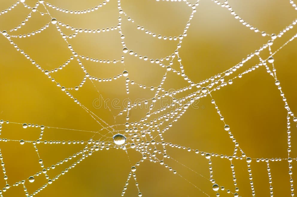 Spiders web stock image. Image of pearls, humidity, morning - 1803311