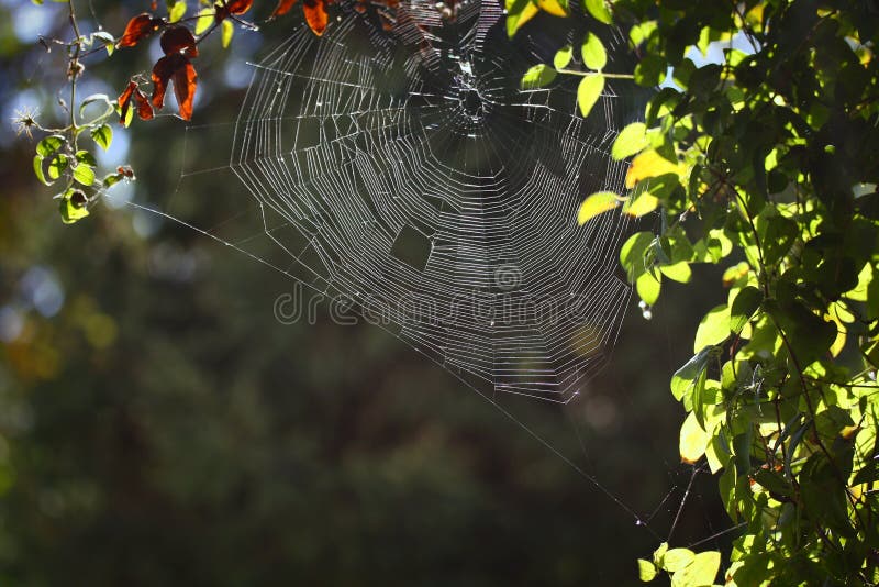 Spiders web stock photo. Image of leaf, fragility, entangle - 21441796