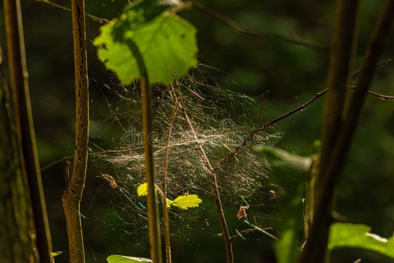 Spiders Web between Branches in a Forest Stock Photo - Image of ...