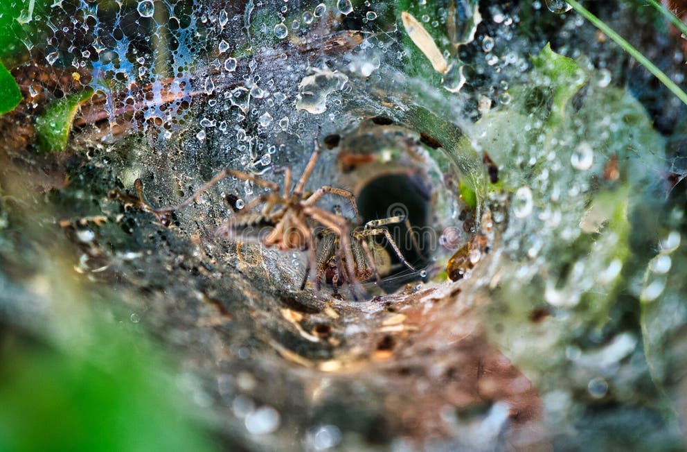 Spiders and Web Cave in the Forest Stock Image - Image of home, forest ...