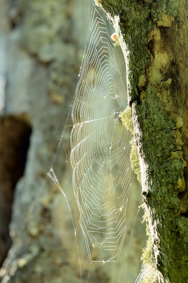 Spiders web stock image. Image of insect, deception, mesh - 55282171