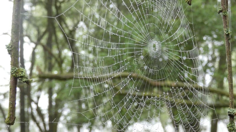 Spiders Web Early Morning in the Forest 5 Stock Photo - Image of ...