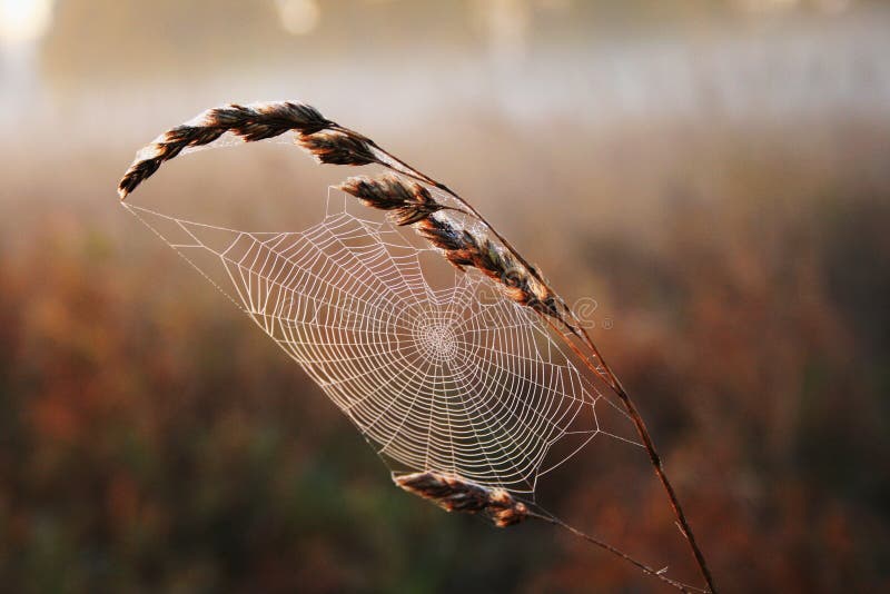Spider web stock photo. Image of spider, heather, field - 99145748