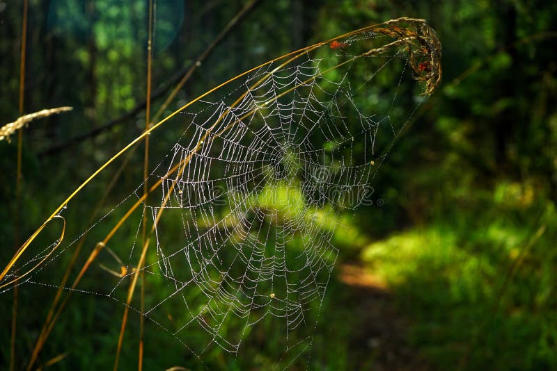Spiders web in forest stock image. Image of forest, spiders - 158410453