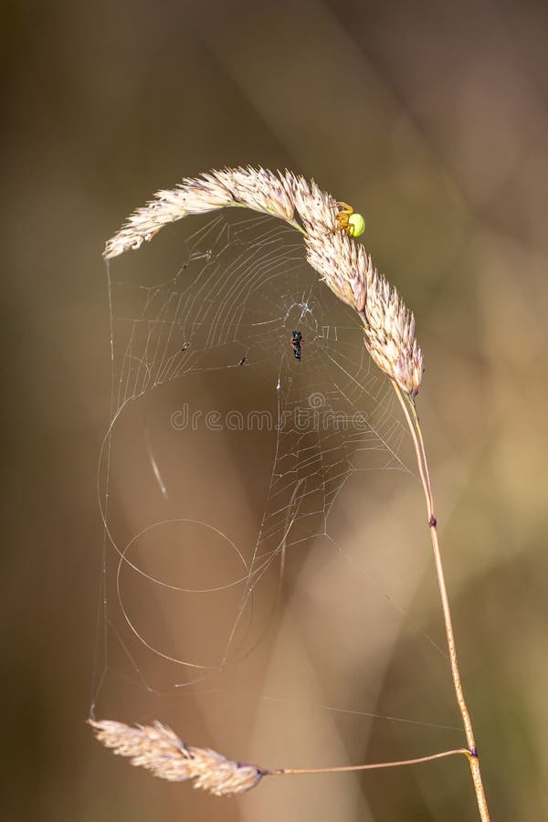 A Spiders Web with an Insect Caught and a Cucumber Spider on a Stem ...