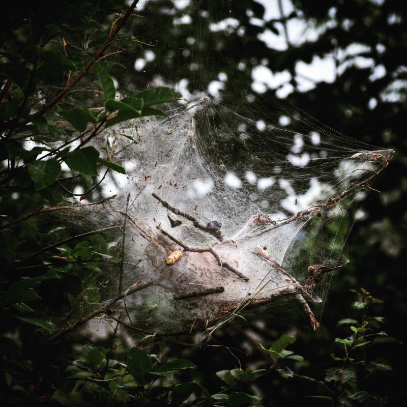 Spiders web stock photo. Image of webbing, spider, spiders - 98595082