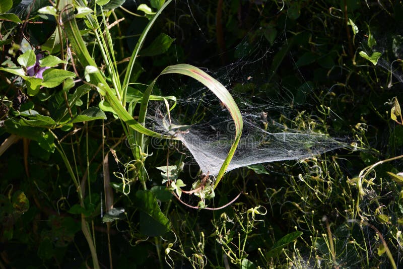 Spider Web stock photo. Image of plants, brown, green - 101975628