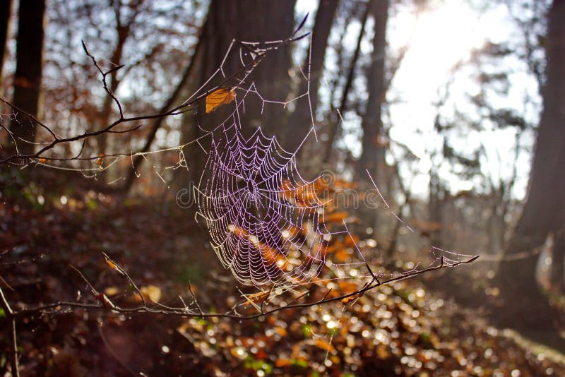 Spiders web stock image. Image of pearls, humidity, morning - 1803311