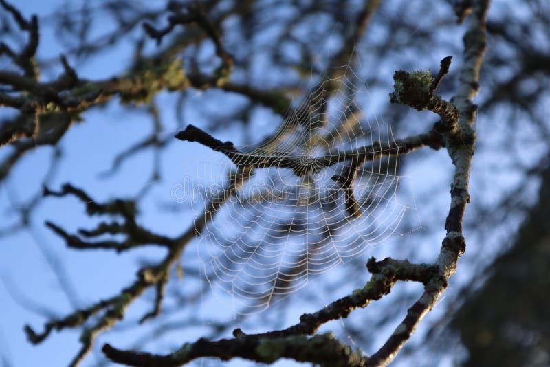 Spiders Web stock photo. Image of outside, spiderweb - 122388628