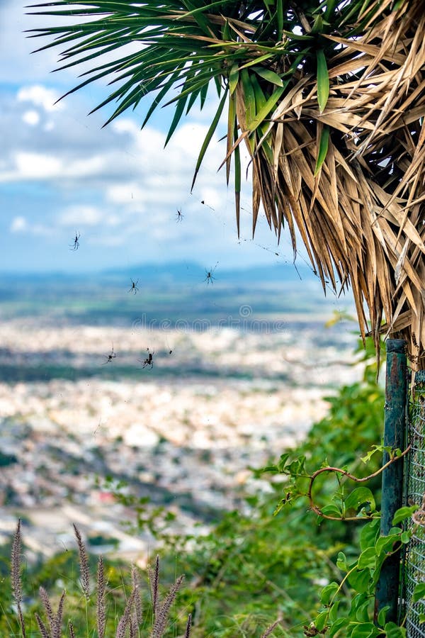 Spiders in a Web on a Tree in Nature Stock Photo - Image of abstract ...