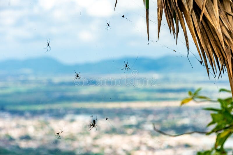 Spiders in a Web on a Tree in Nature Stock Image - Image of shiny ...
