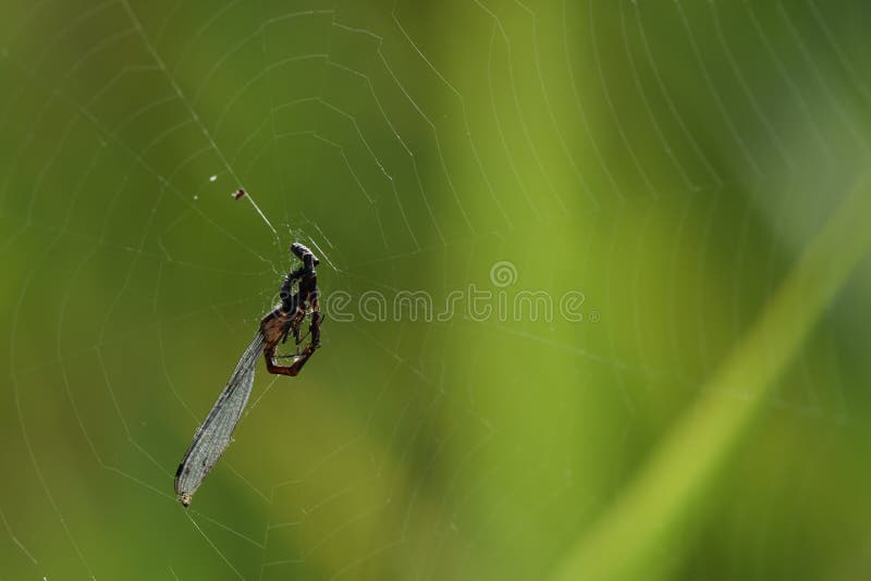 WHAT a TANGLED WEB we WEAVE Stock Photo - Image of last, deadly: 124581524