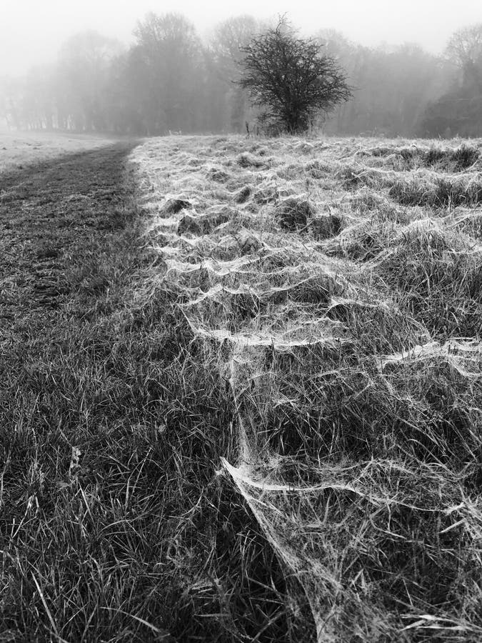 Spiders webbing in field stock image. Image of black - 83540321