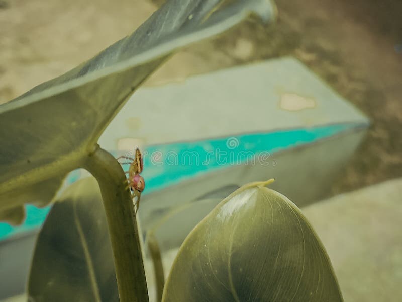 Spiders Which is Under the Stalk Stock Image - Image of plant, hand ...