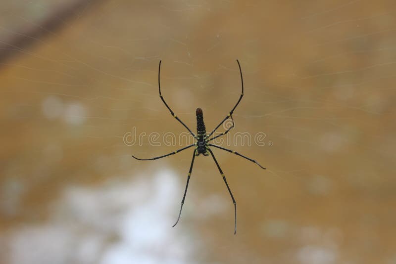 Spiders in the wild stock photo. Image of langanimal - 200128914