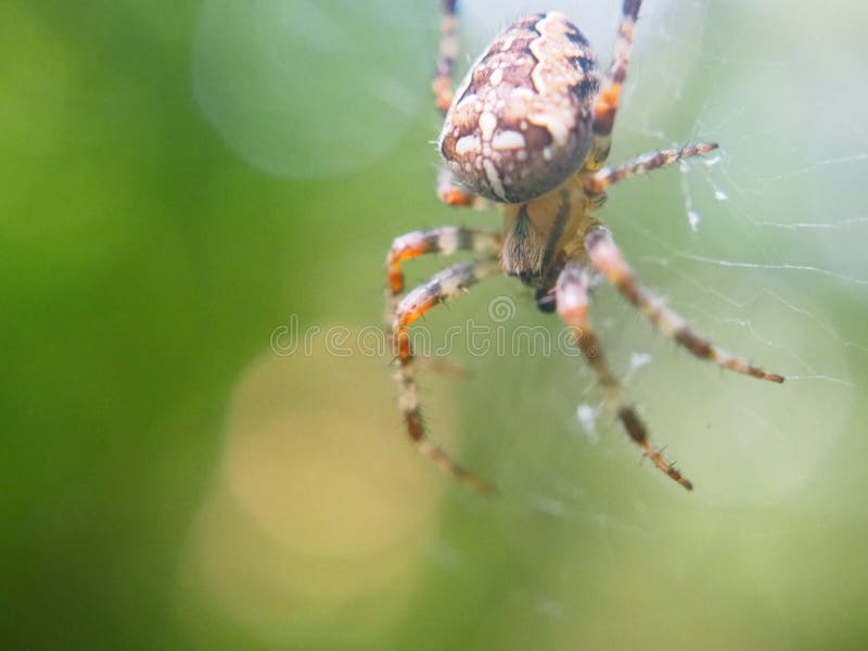 Spiders at Work with an Ant Stock Photo - Image of insect, work: 229809718