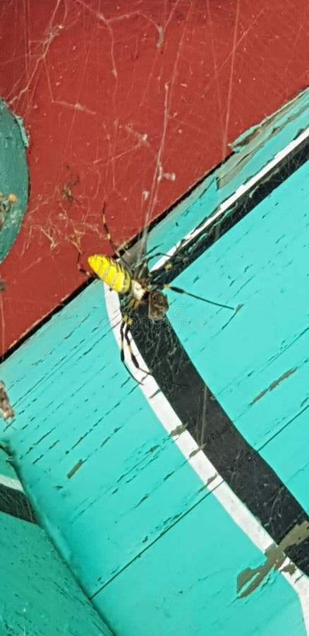 257 Spiders Work Stock Photos - Free & Royalty-Free Stock Photos from ...