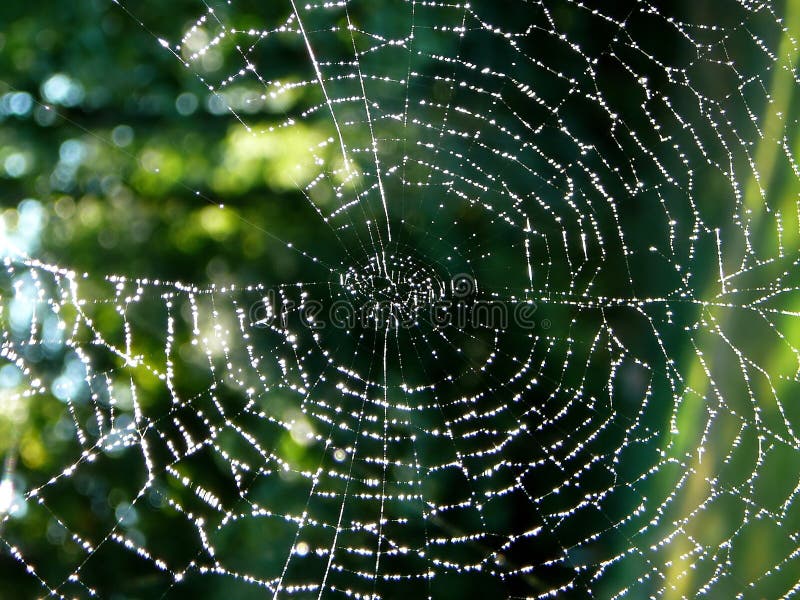 Spider s web stock image. Image of snare, lace, closeup - 591577