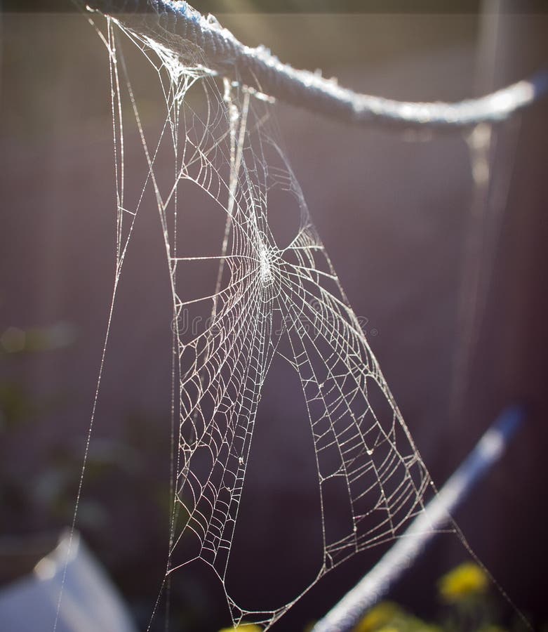 Spiders web stock photo. Image of droplet, fresh, detail - 1803270