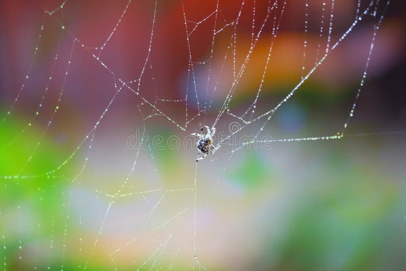 Spiderweb Abstract Cobweb Natural with Rain Drop Blur Colorful Stock ...