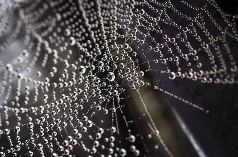 Spiderweb stock photo. Image of rain, spin, water, spiderweb - 47805242