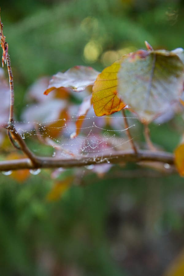 Spiderweb on a Branch of the Red Beech Tree Stock Image - Image of ...