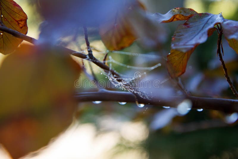 Spiderweb on a Branch of the Red Beech Tree Stock Photo - Image of park ...