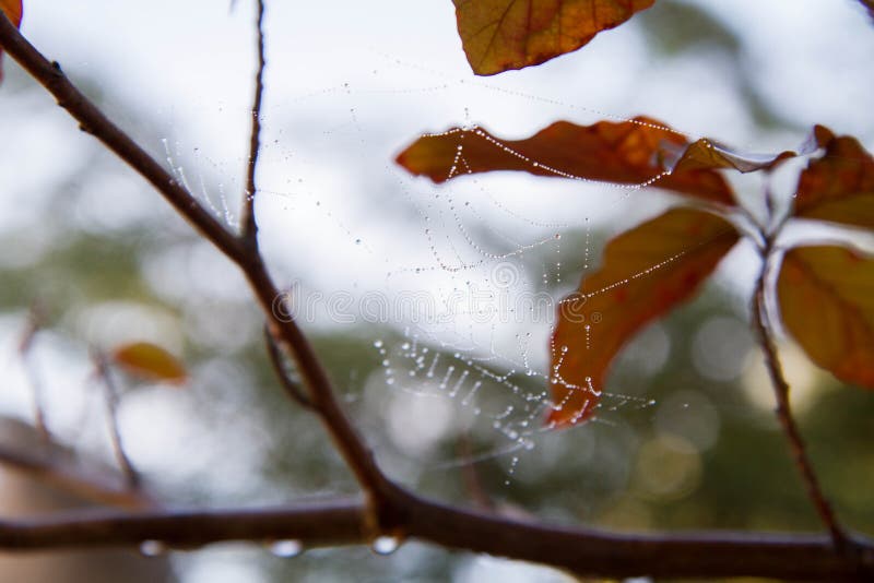 Spiderweb on a Branch of the Red Beech Tree Stock Image - Image of ...