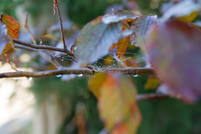 Spiderweb on a Branch of the Red Beech Tree Stock Photo - Image of ...