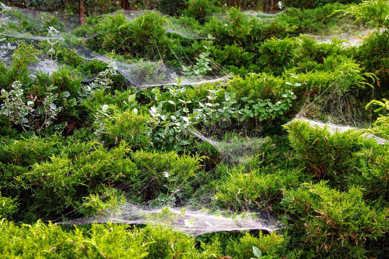 Spiderweb on the Bushes, a Common Juniper Bush Covered in Many Cobwebs ...