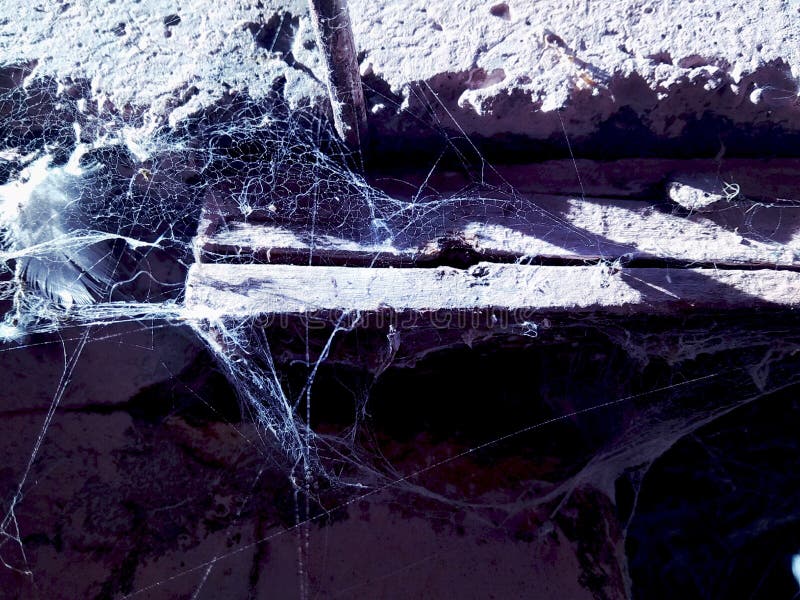 Cobweb stock photo. Image of cobweb, dust, spiderweb - 131014764