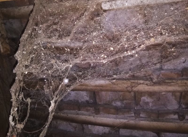 Cobweb stock photo. Image of cobweb, dust, spiderweb - 131014764