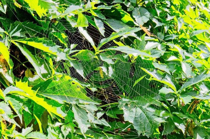 Spiderweb on a Dense Growth of Leaves. Stock Photo - Image of spiderweb ...