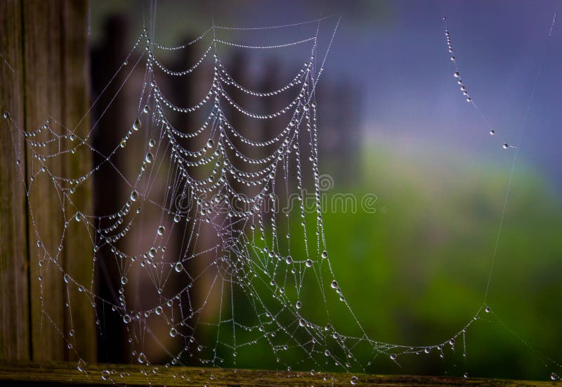 145 Dock Spider Photos - Free & Royalty-Free Stock Photos from Dreamstime
