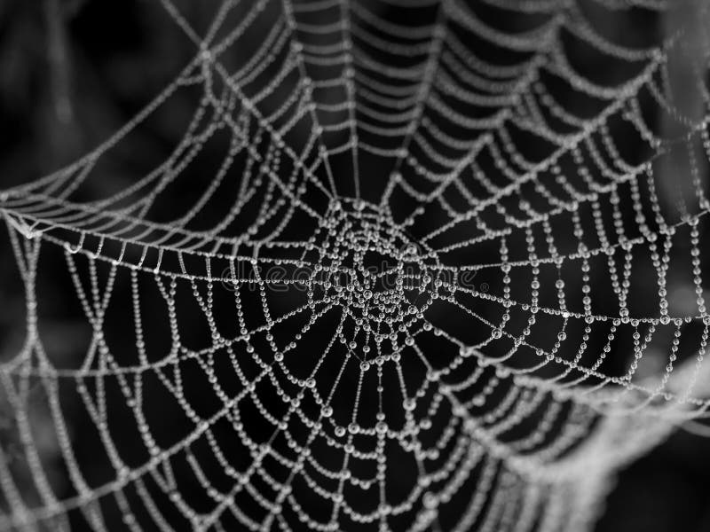 Spiderweb with Drops in Black and White Stock Image - Image of outdoor ...