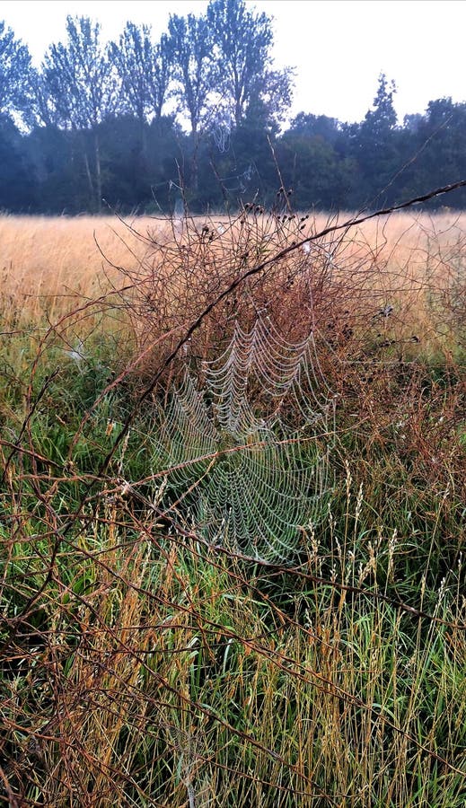 Spiderweb in field stock image. Image of spiderweb, london - 157002095
