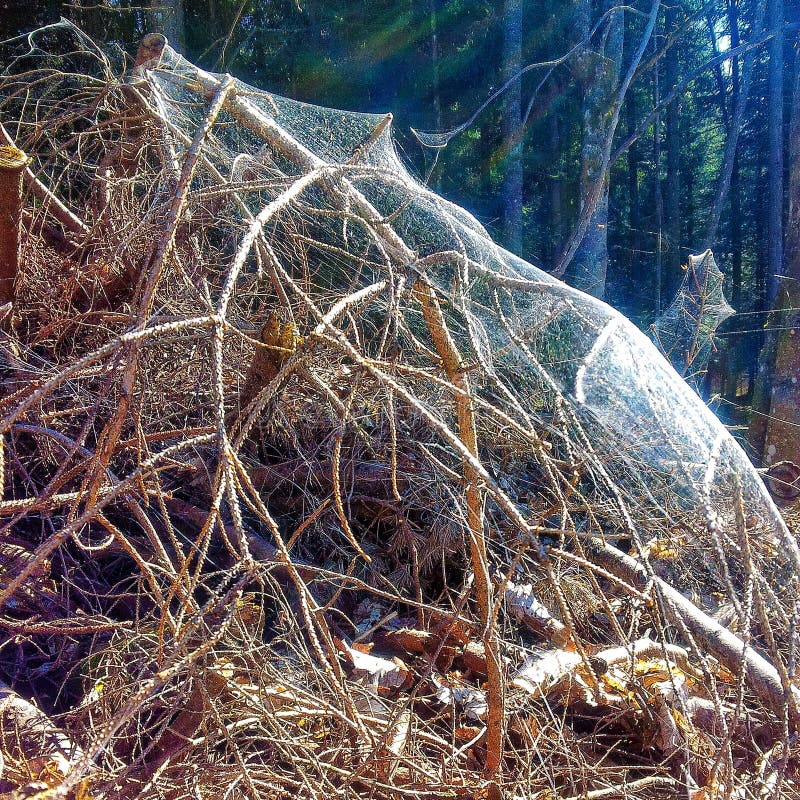 Spiderweb in the Forest stock image. Image of wooden - 42540637