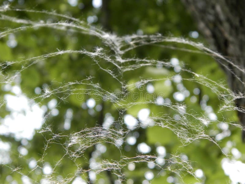 Spiderweb in the forest stock photo. Image of spide - 155401100