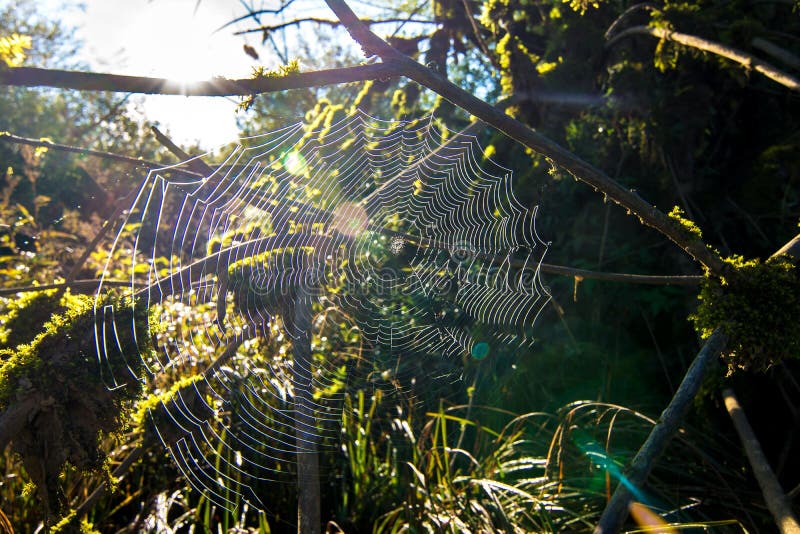 Spiderweb in forest stock photo. Image of nature, people - 59191686