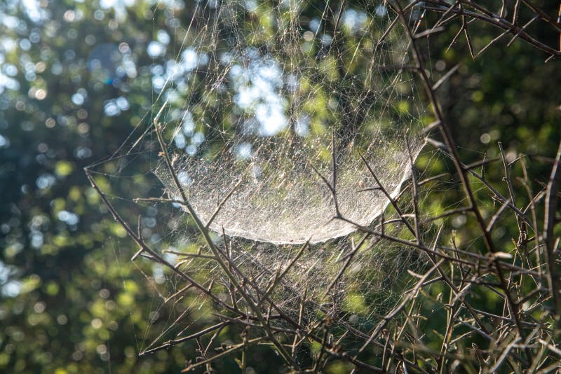 Spiderweb on a Forest Tree Branch Stock Image - Image of beauty ...