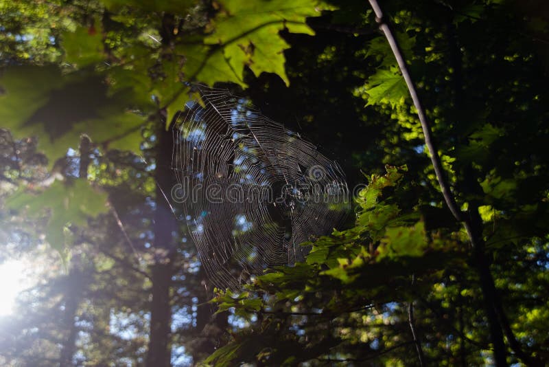 Spiderweb in a Forest between Trees Stock Photo - Image of green ...