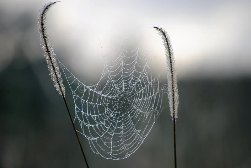 Spiderweb stock photo. Image of spiderweb, spider, morning - 95119134