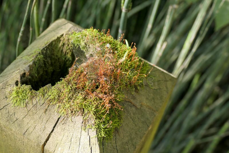 Spiderweb on Moss on an Old Post Stock Photo - Image of spider, brown ...