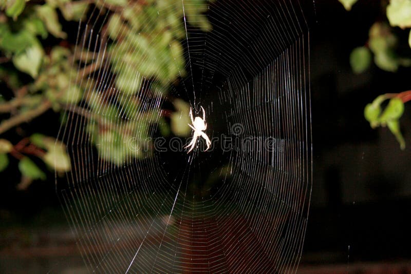 Night Spider in Center of Web Black-and-white Image Stock Photo - Image ...