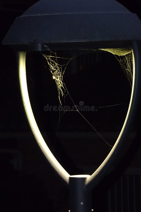 Spiderweb at Night with Spider Stock Photo - Image of life, detail ...