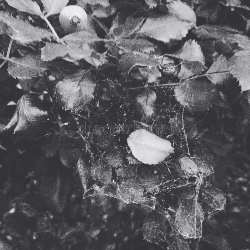 Spiderweb in a rose bush stock photo. Image of spider - 80457172