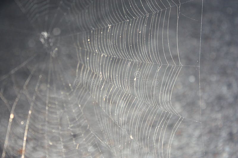 Spiderweb stock image. Image of halloween, spider, background - 48796529
